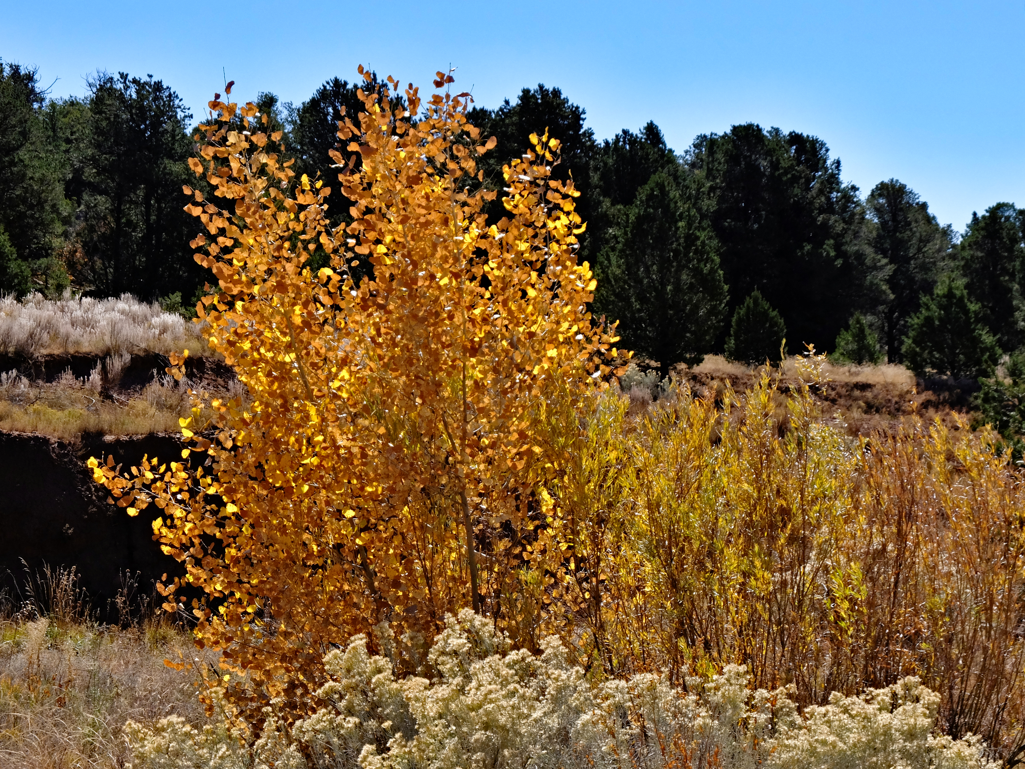 Mid-Autumn in the Nature Preserve | Being and Non-being